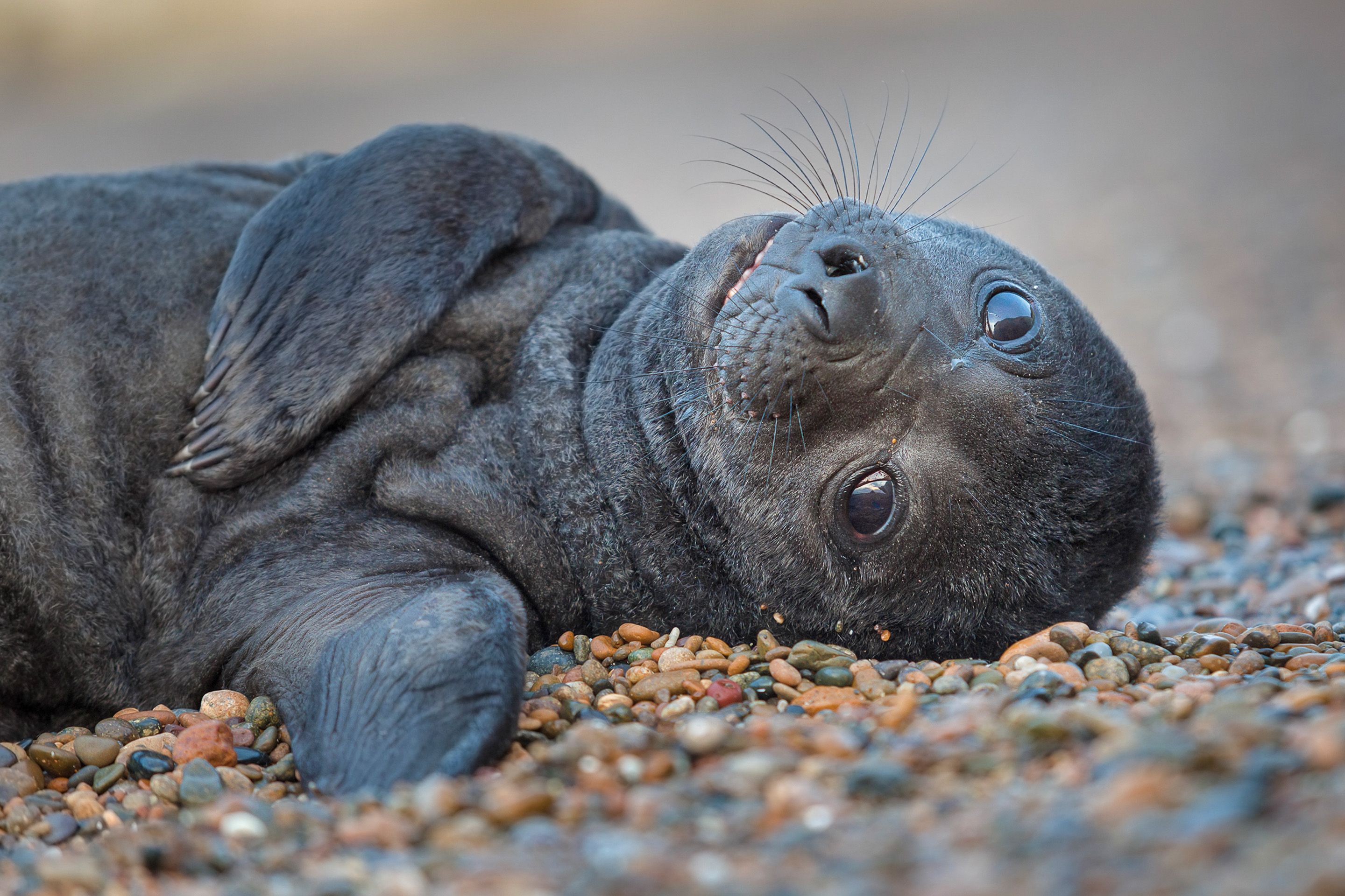 Visit Argentina - Novedades - Mar Patagónico: el paraíso de la fauna ...